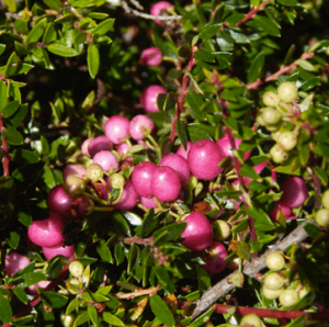 Flora and Fauna – Hike Patagonia – Torres del Paine