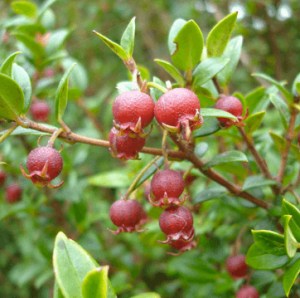 Flora and Fauna – Hike Patagonia – Torres del Paine